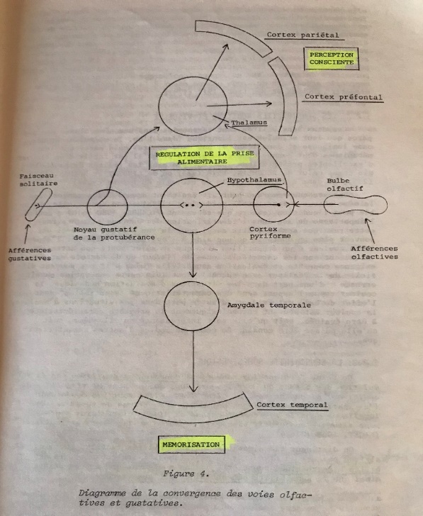 Anatomia del senso del gusto - Vinoway.com
