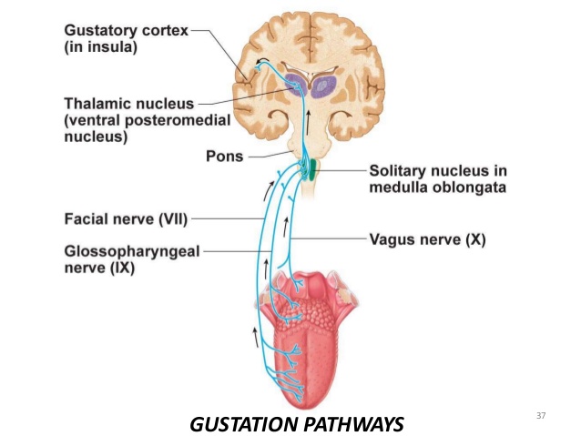 Anatomia del senso del gusto - Vinoway.com